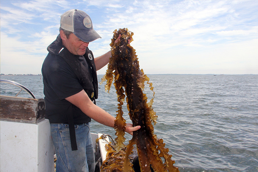 Home | National Seaweed Hub